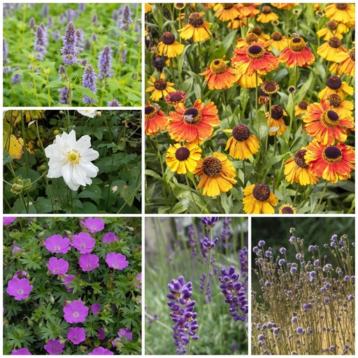 Biologische vaste planten I Natural Bulbs